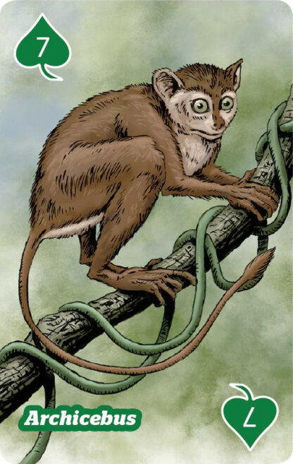 Archicebus – Historie v kartách